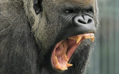 gorilla-bearing-teeth - MennoHenselmans.com