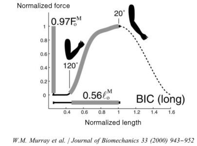 Bayesian curls: the best biceps builder